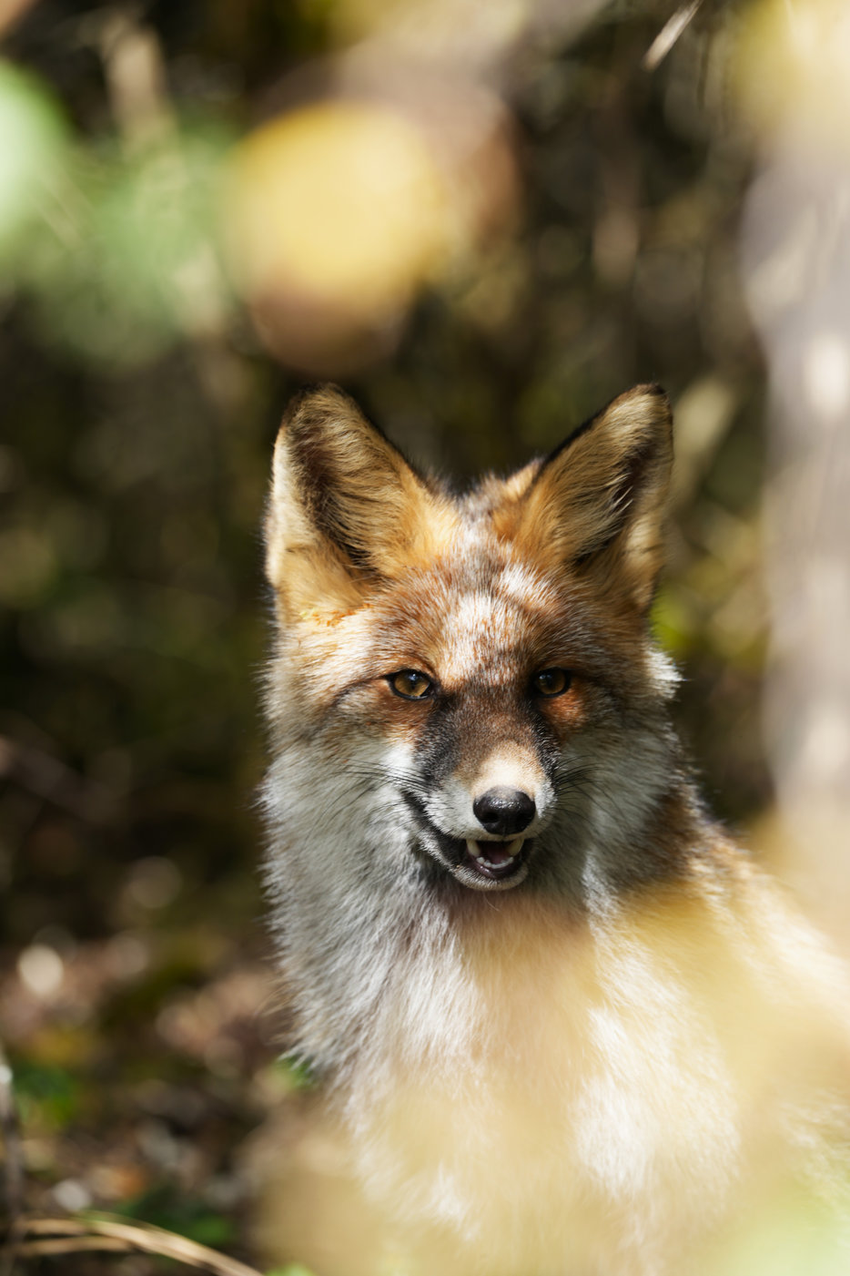 Petit things – Yu Zeng Photography